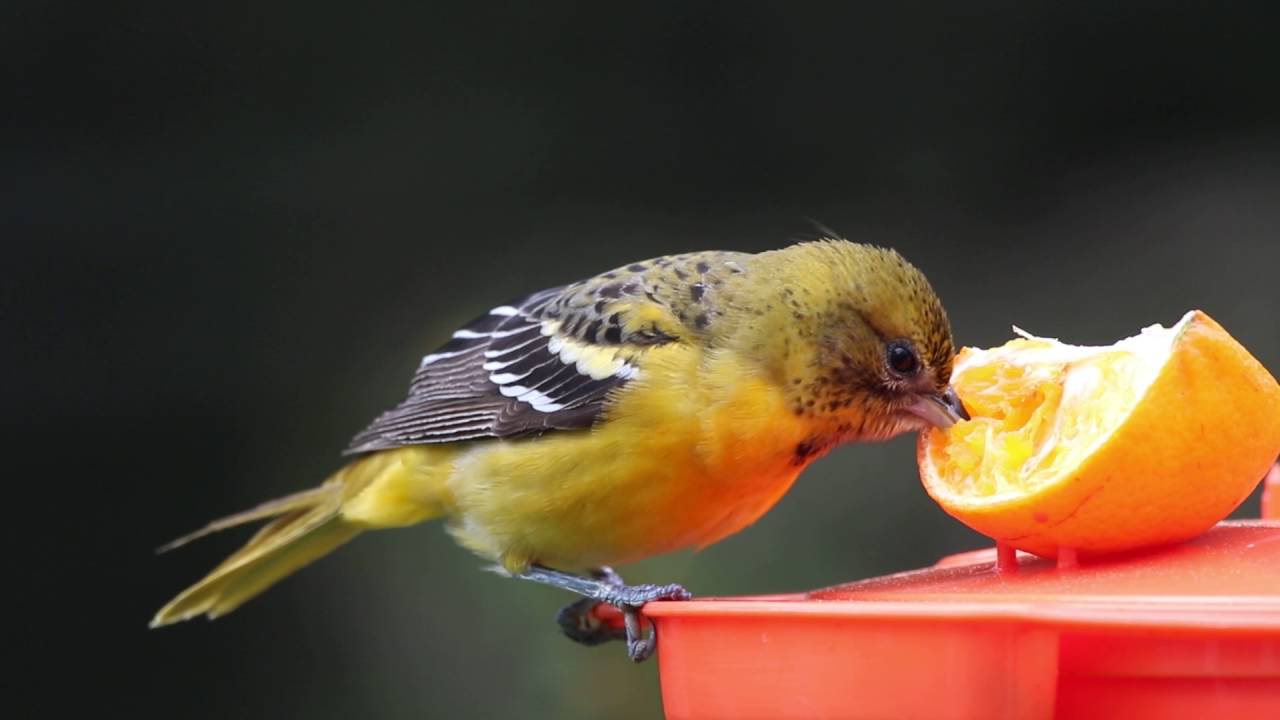 Female Baltimore Oriole - YouTube