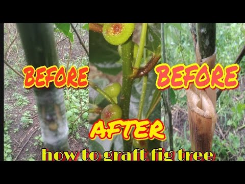 how to graft fig tree | so easy | tutorial - YouTube