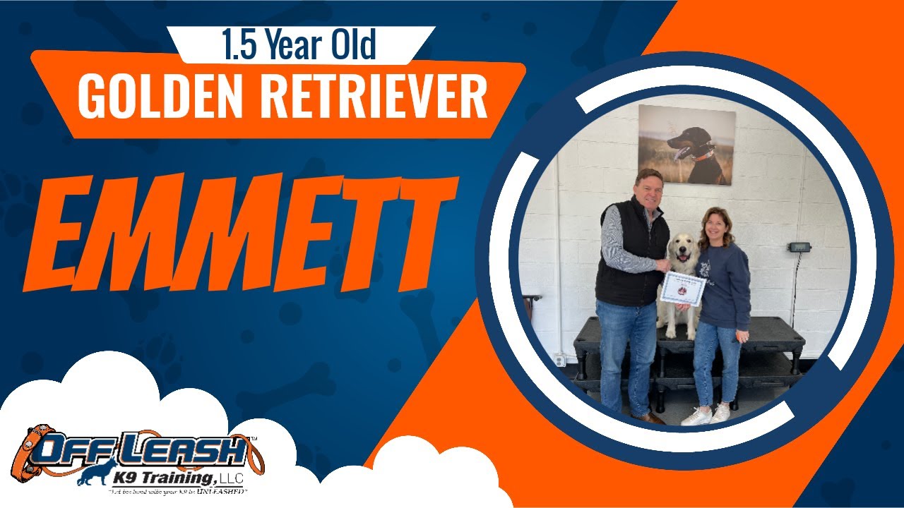 Golden Retriever Training | Golden Retriever Dog Trainer | Emmett - YouTube