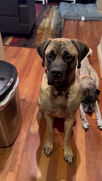 English Mastiffs love bodybuilding food too. #bodybuilding #englishmastiffs - YouTube