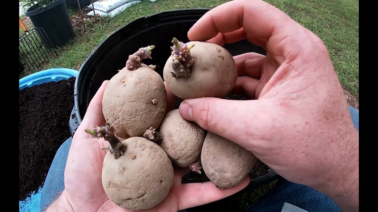 Planting Melon Pits and Potatoes - YouTube