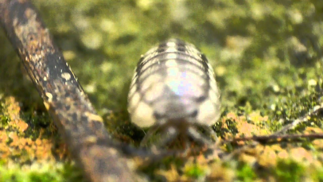 Roly Poly Macro Video Test - YouTube