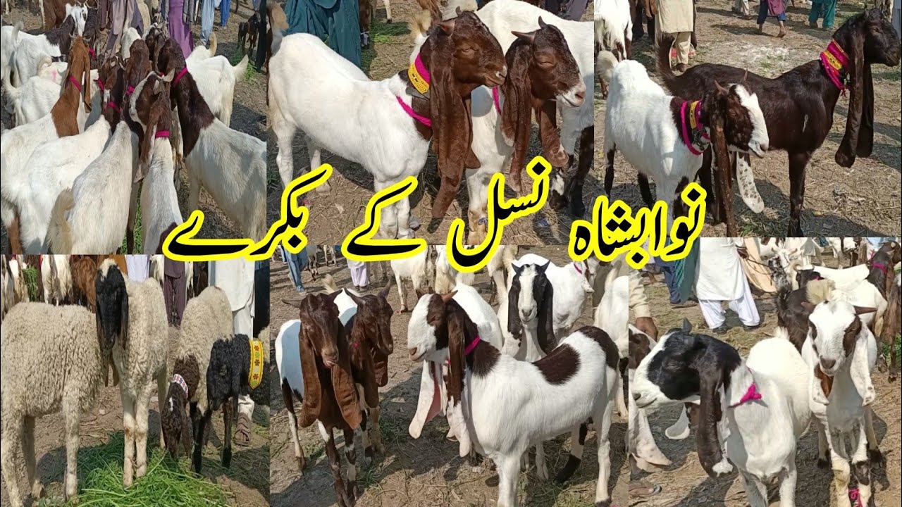 Bakra eid rate updates - YouTube