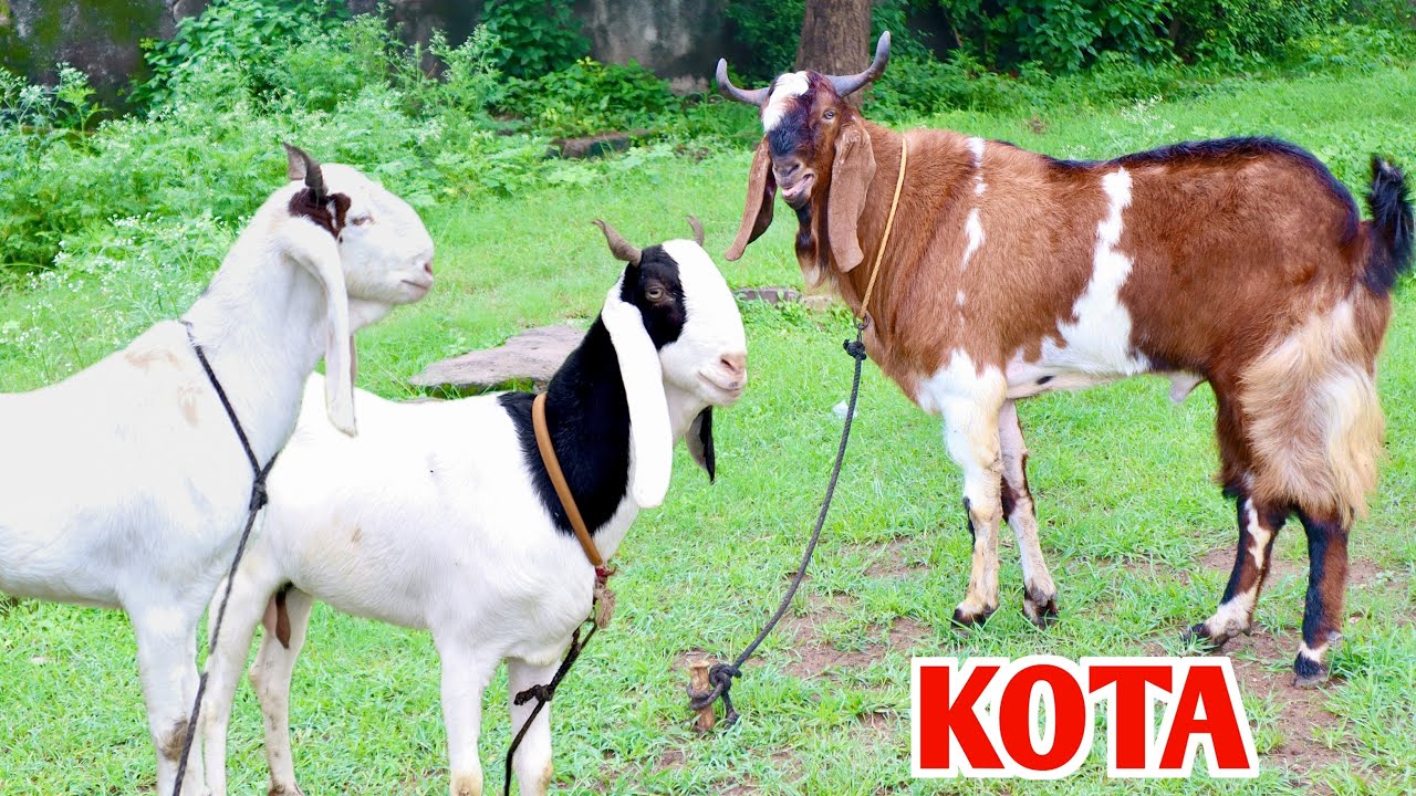 Big Kota Goat & Gulabi Female At Zaid Goat’s - YouTube