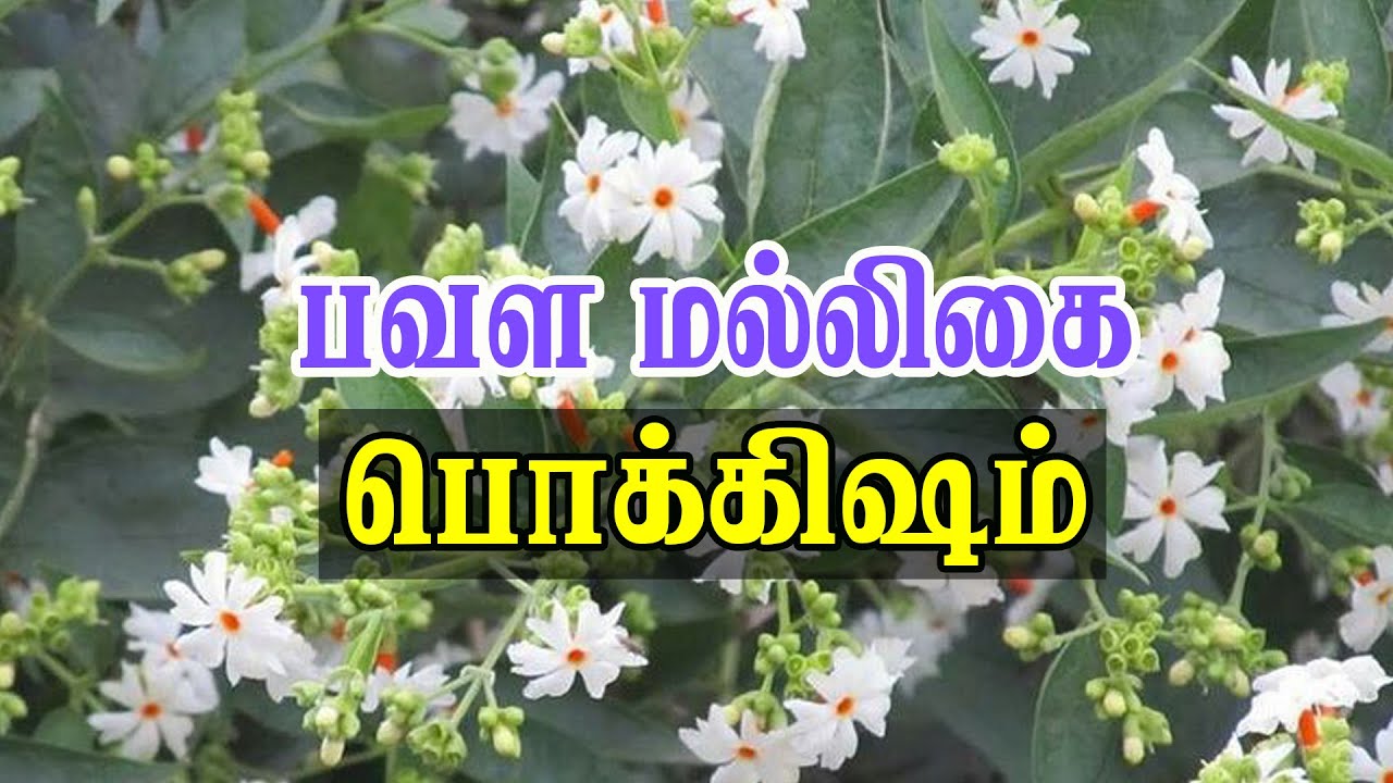 பவள மல்லிகை பொக்கிஷம் | Pranavam TV - YouTube
