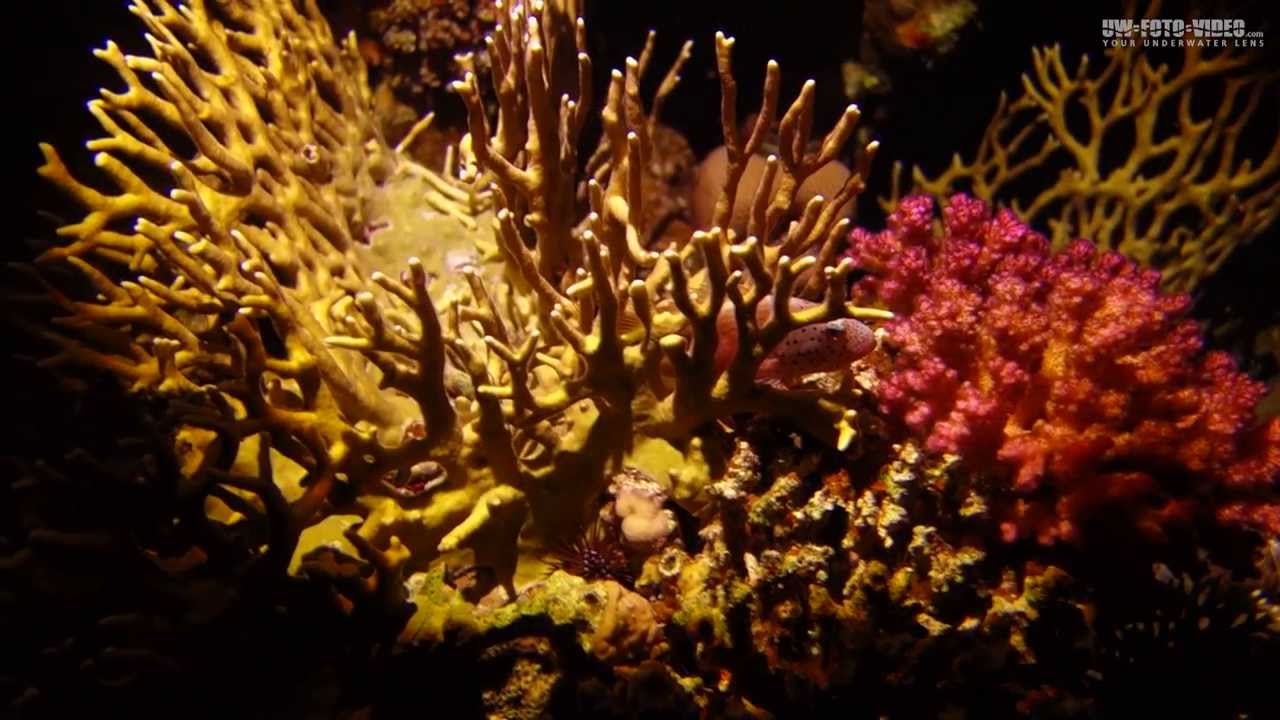 Colors of the night Sea || 5 || - YouTube