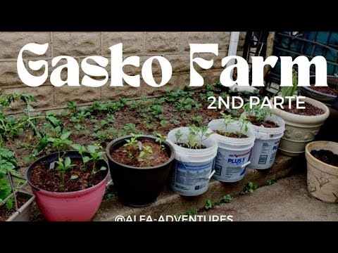 segunda parte visitando Gasko Farm - YouTube
