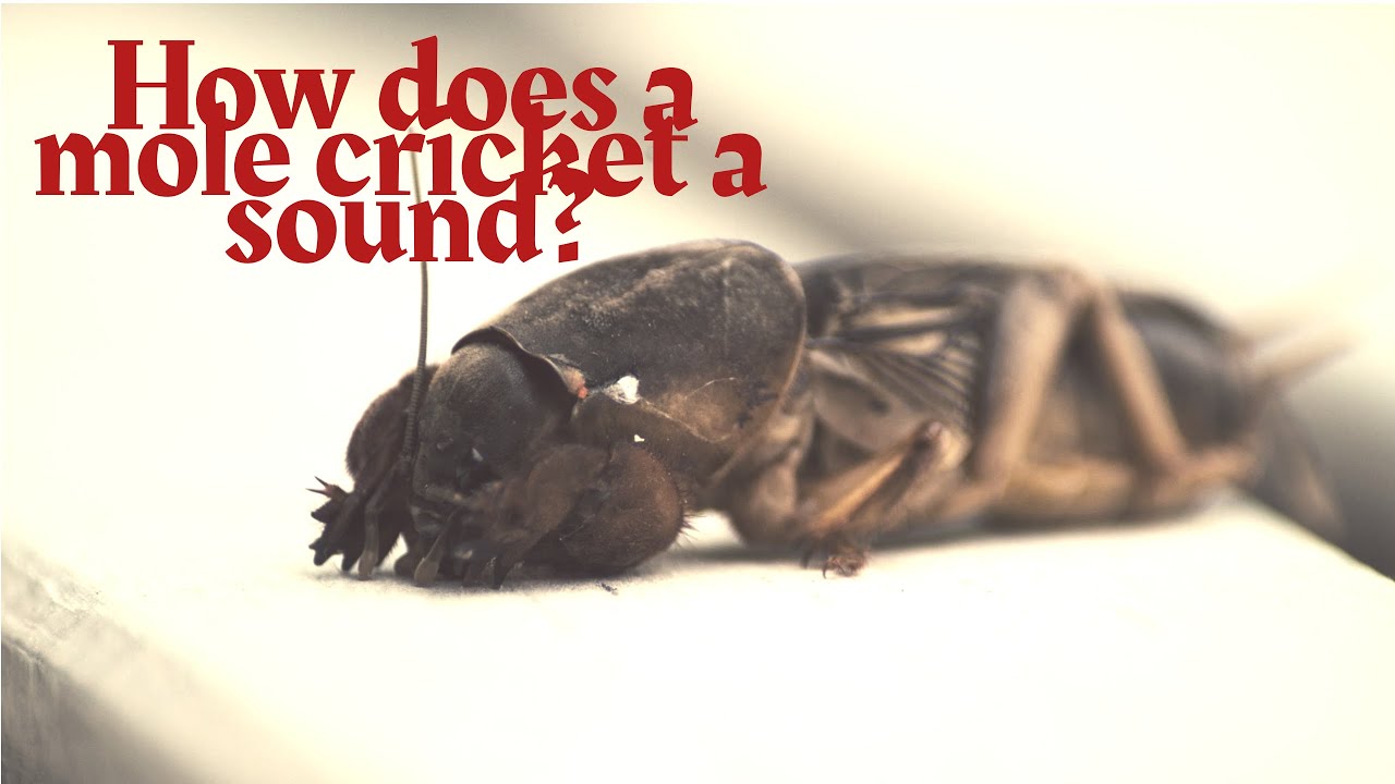 How does a mole cricket a sound?The sound of the mole cricket. - YouTube