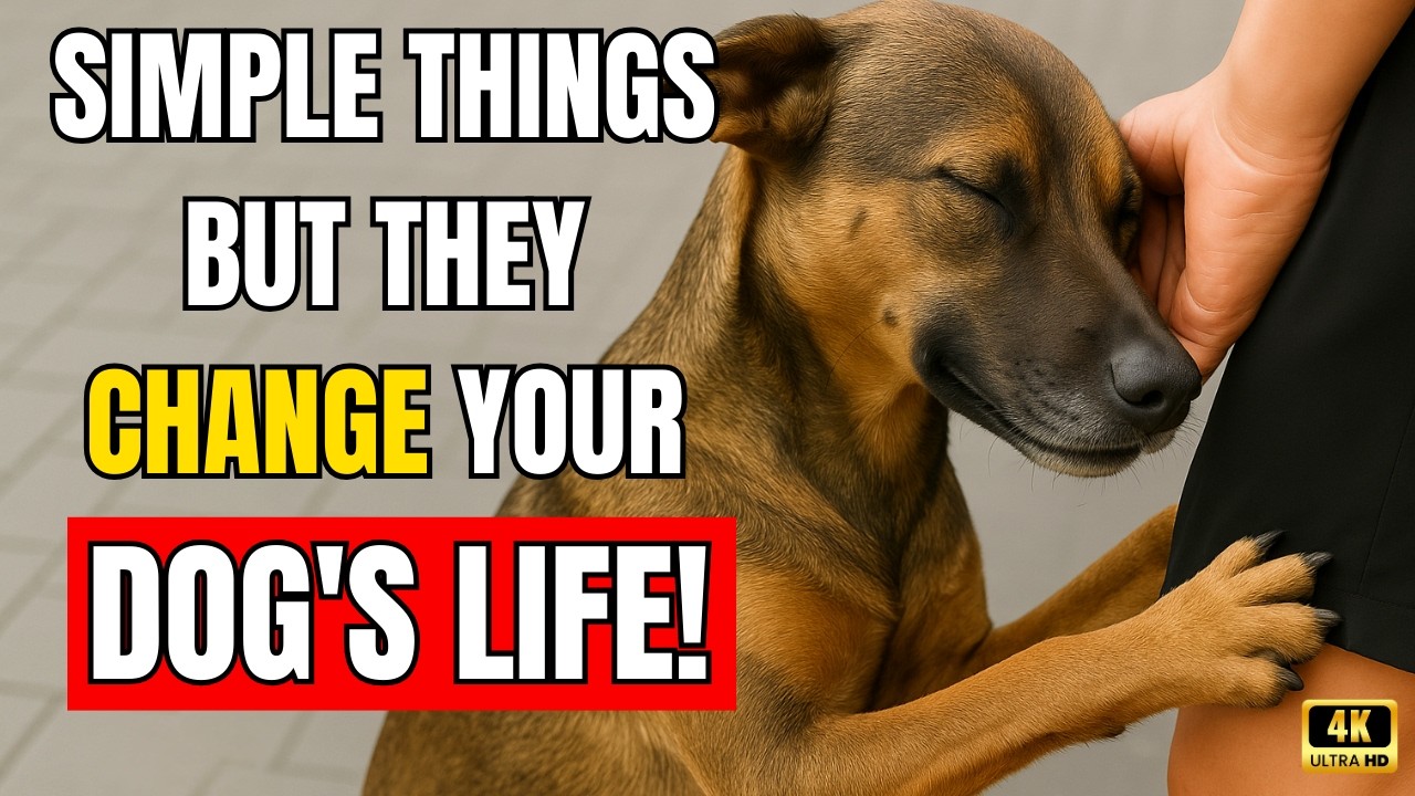 10 Simple Things to Change Your Dog's Life Today! - YouTube