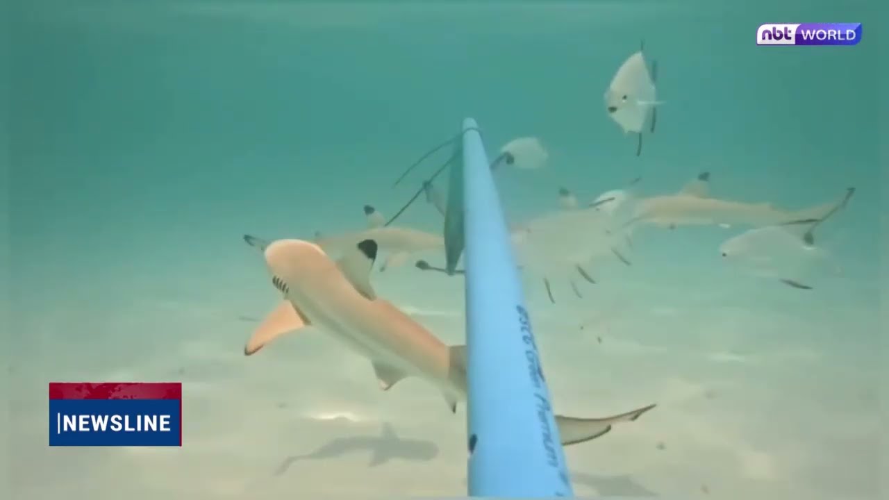 Blacktip Shark Maya Bay