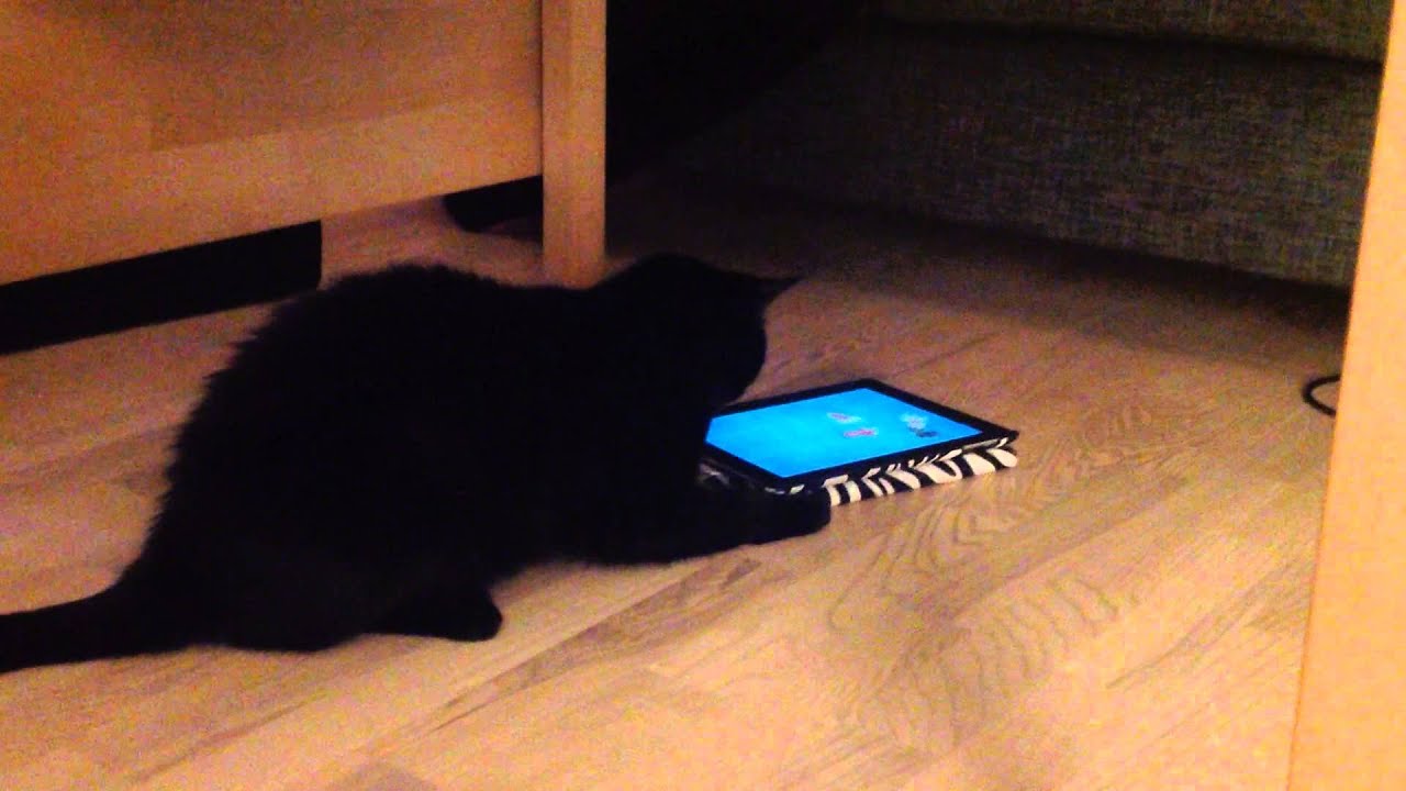 Cat catching fish on iPad - YouTube