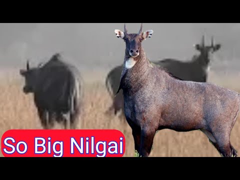 A very very big blue bull,full HD tech video - YouTube