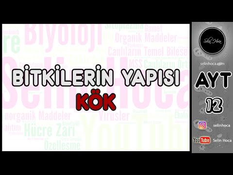 17) Bitkilerin Yapısı - Kök