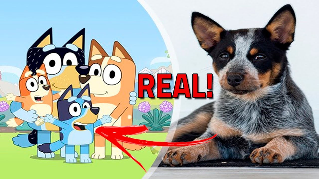 Como é a Bluey na vida real? - YouTube