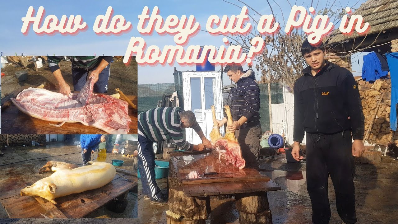 Pig Slaughtering in Romania | Romanian Tradition | Today's Vlog ...