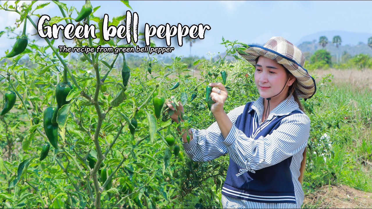 Pretty green bell pepper collecting for cooking || The recipe of green ...