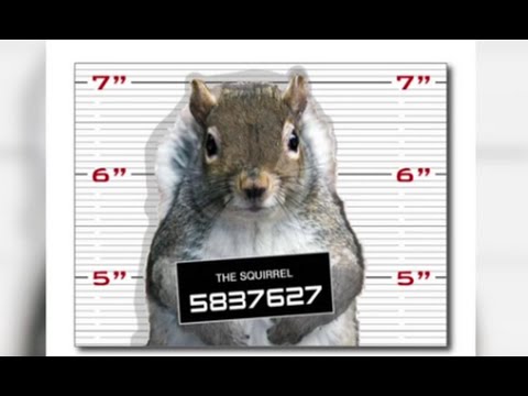 Police use squirrel mugshot to help find nut thief - YouTube