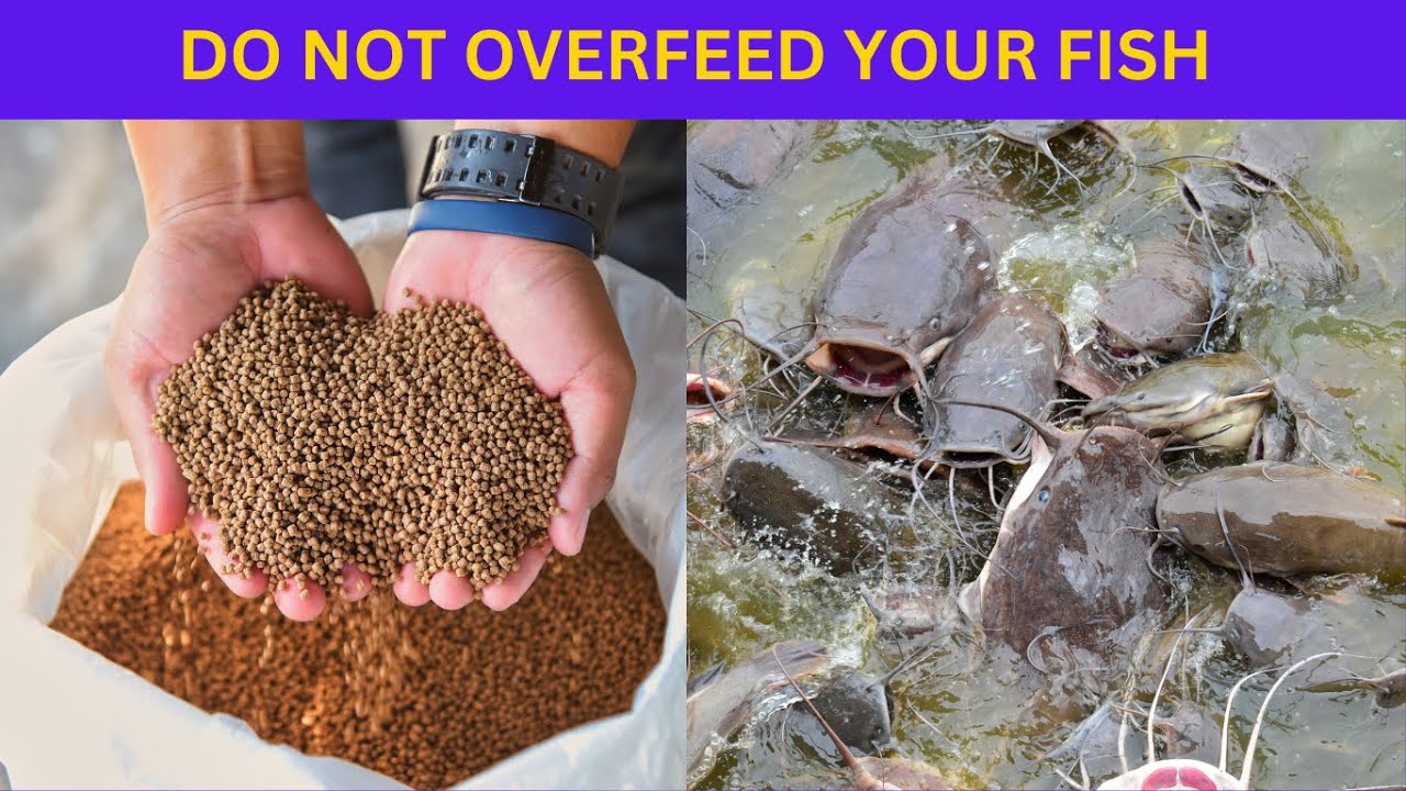 Why You Should Not Overfeed Your Fish - YouTube