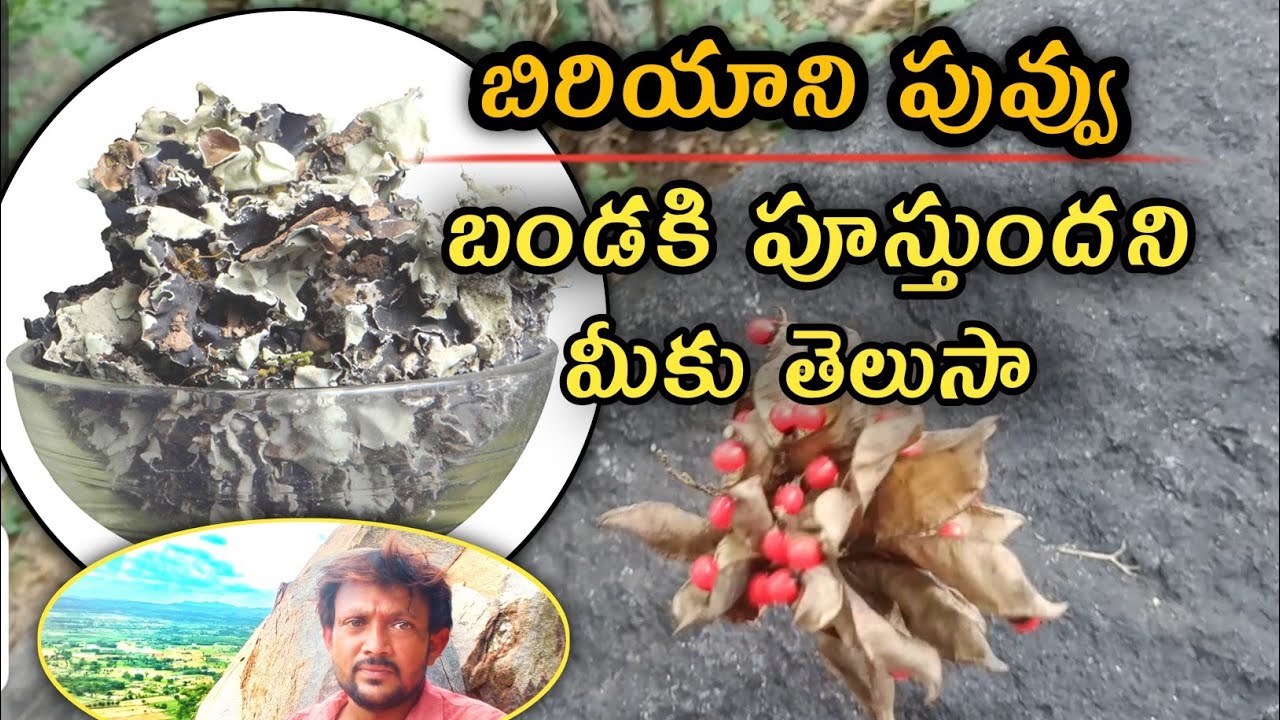 #pathar ke pool // biriyaani puvvu // banda puvvu // వామ్మో 😲కొండ ...