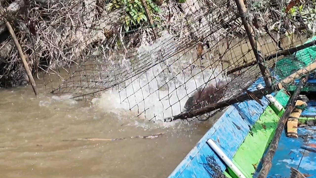 JEBAKAN IKAN BESAR KAMI KEMBALI DIMASUKI IKAN BELIDA - YouTube