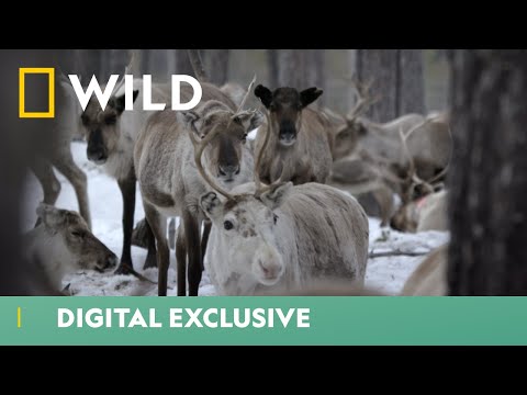 Reindeer Migration | Europe’s New Wild | National Geographic Wild UK