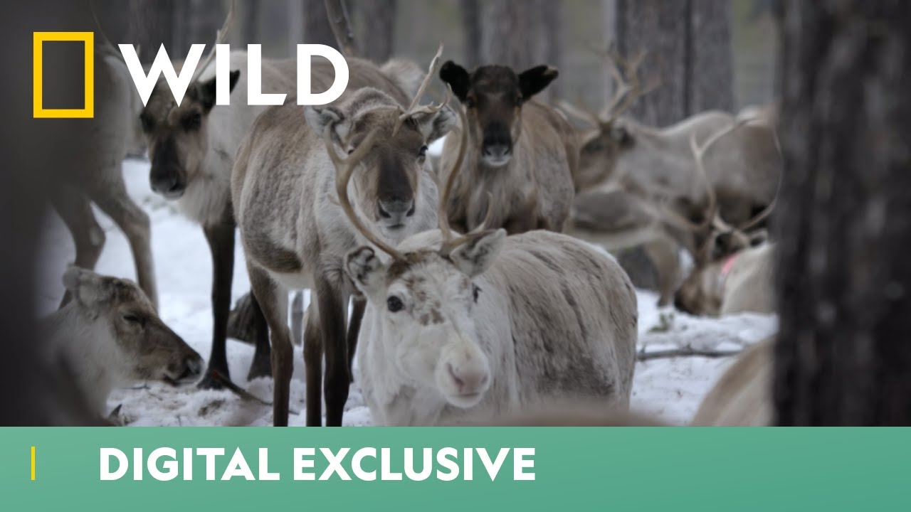Reindeer Migration | Europe’s New Wild | National Geographic Wild UK ...