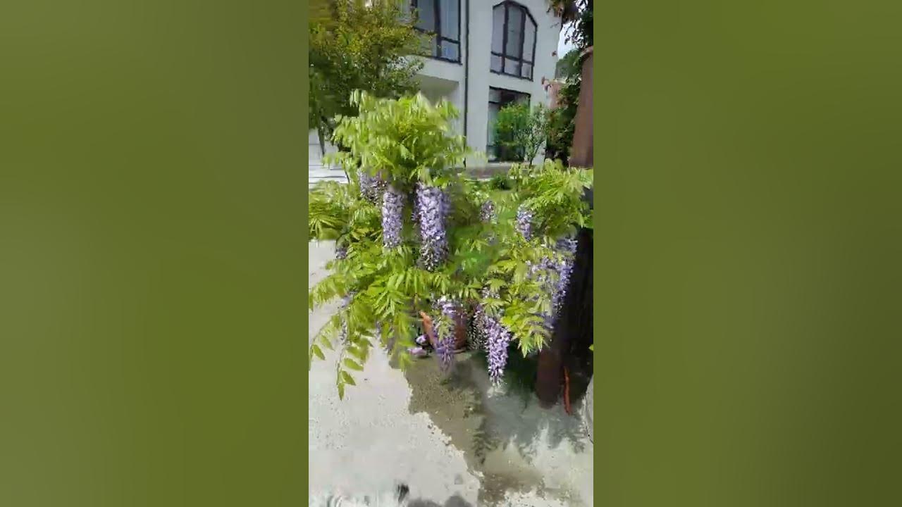 Цветущая глициния в горшке - YouTube