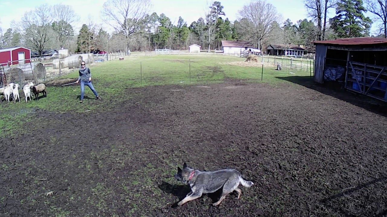 Bud Sheep 2-25-20 - YouTube