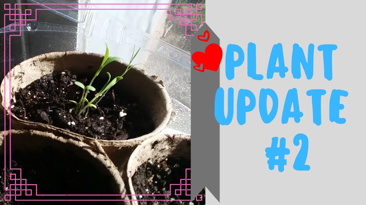Plant Update #2 - YouTube
