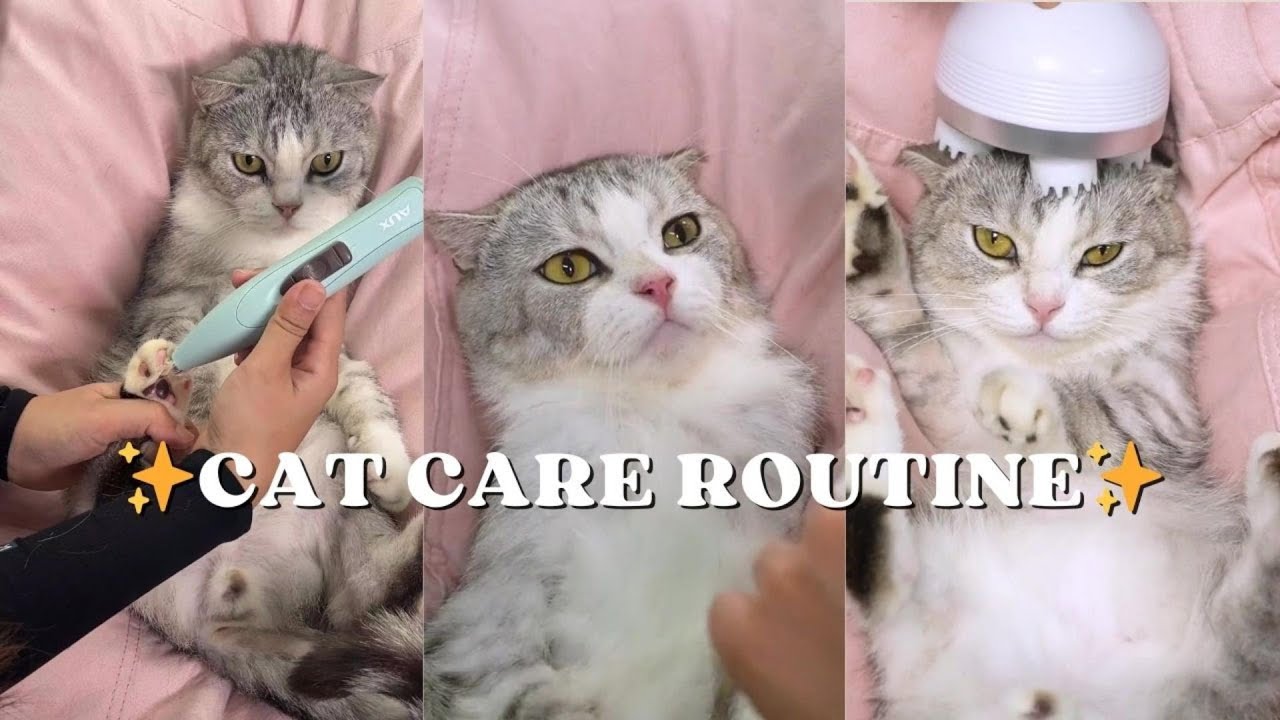 Cat Diary Chapter 1:How do I clean my dear kitten in weekly routine ...