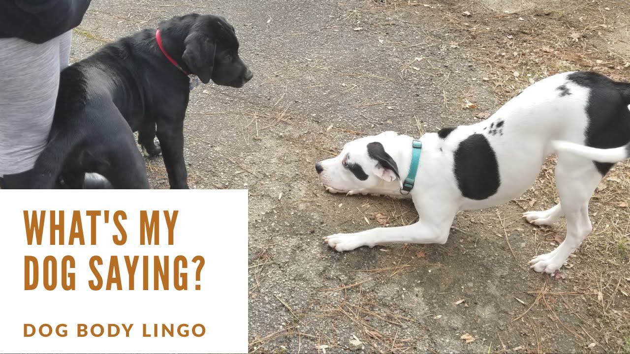 Gain a Better Understanding of Dog Comunication Through Calming Signals ...