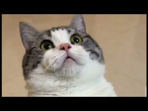 kucing bawel rebutan tuan bos nya