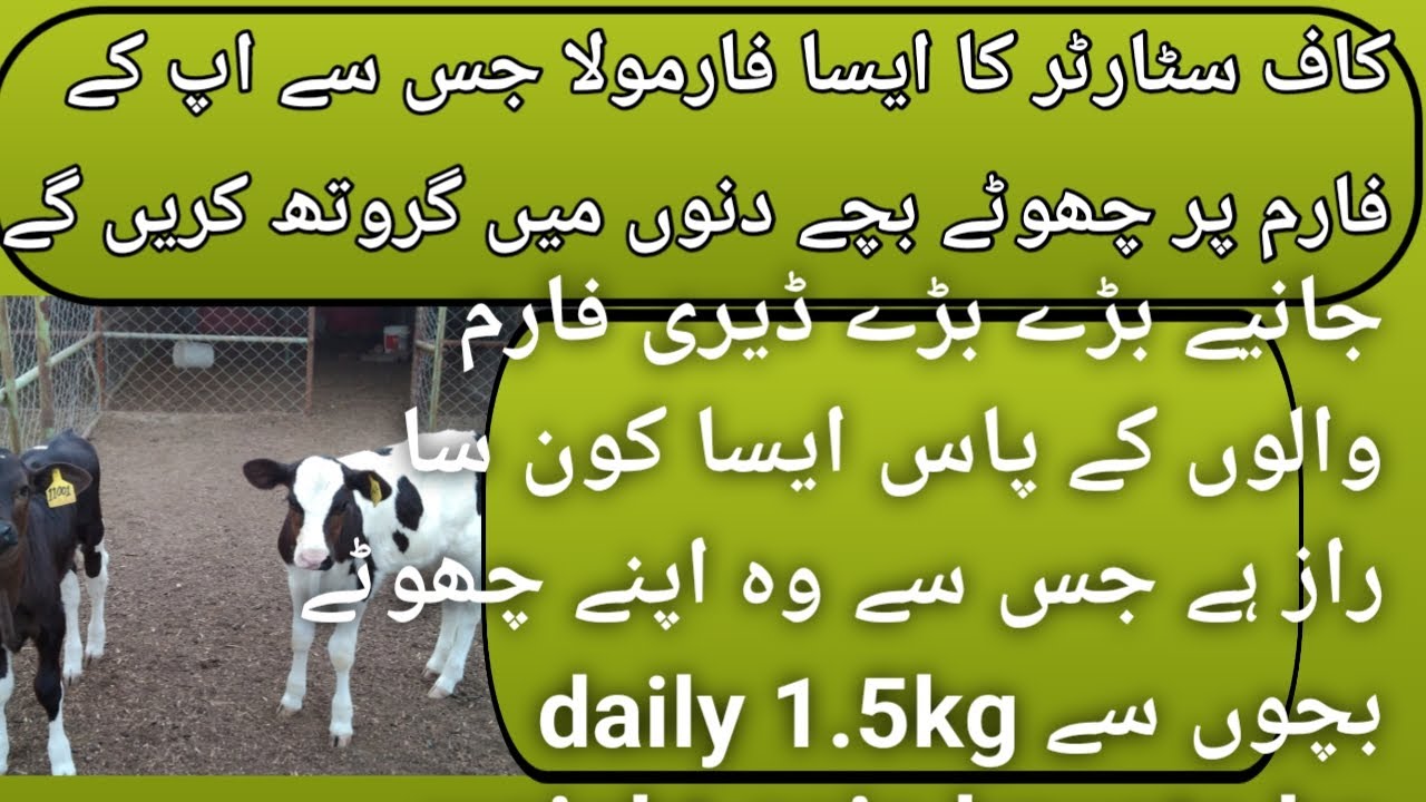 @Dr.Adnan318 calf starter wanda formula!calf starter banane ka tarika ...