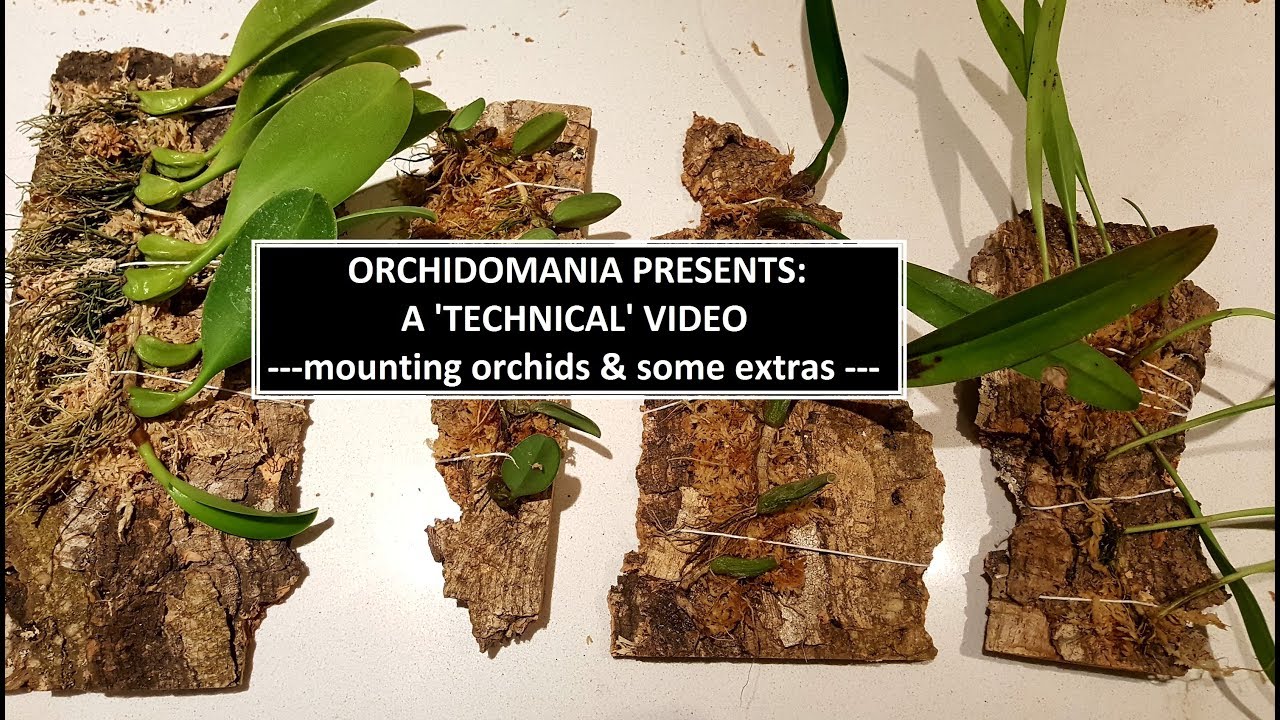 Orchidomania Presents: A Technical Orchid Video -mounting orchids ...