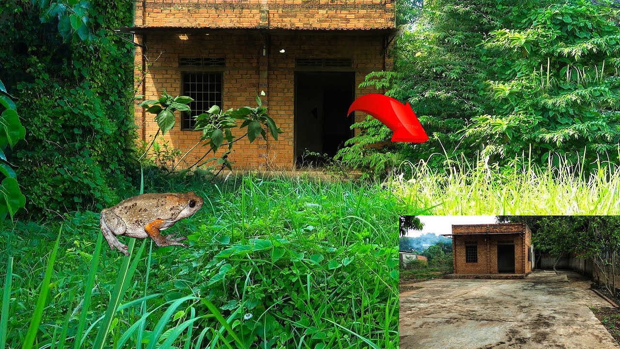 Reviving a Neglected Home: Before and After Cleanup - Cleaning & Mowing ...