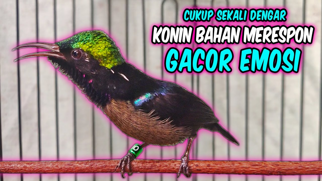 Suara burung KONIN GACOR INI AMPUH bikin KOLIBRI NINJA lain ikut RAJIN ...