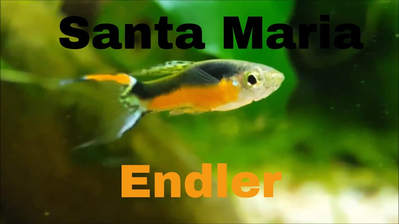 Santa Maria Endler Colony / Bleeding Hearth - YouTube