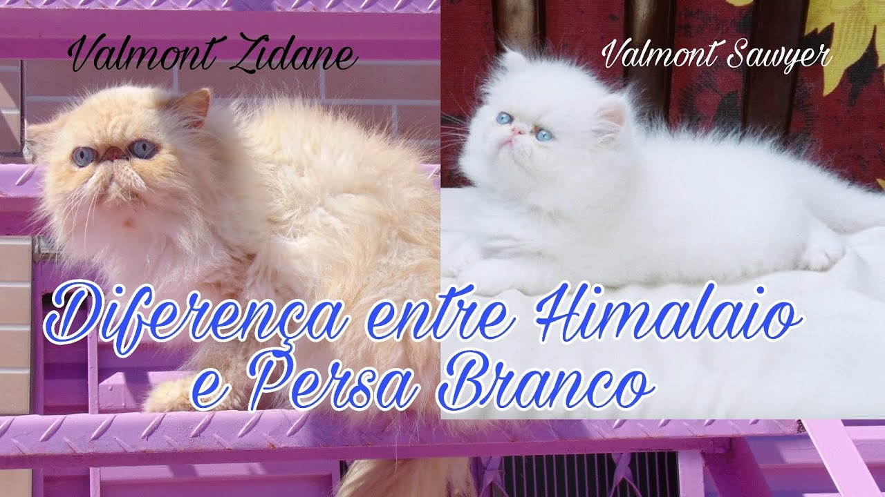 Diferença entre Persa White e Himalaio adultos - YouTube