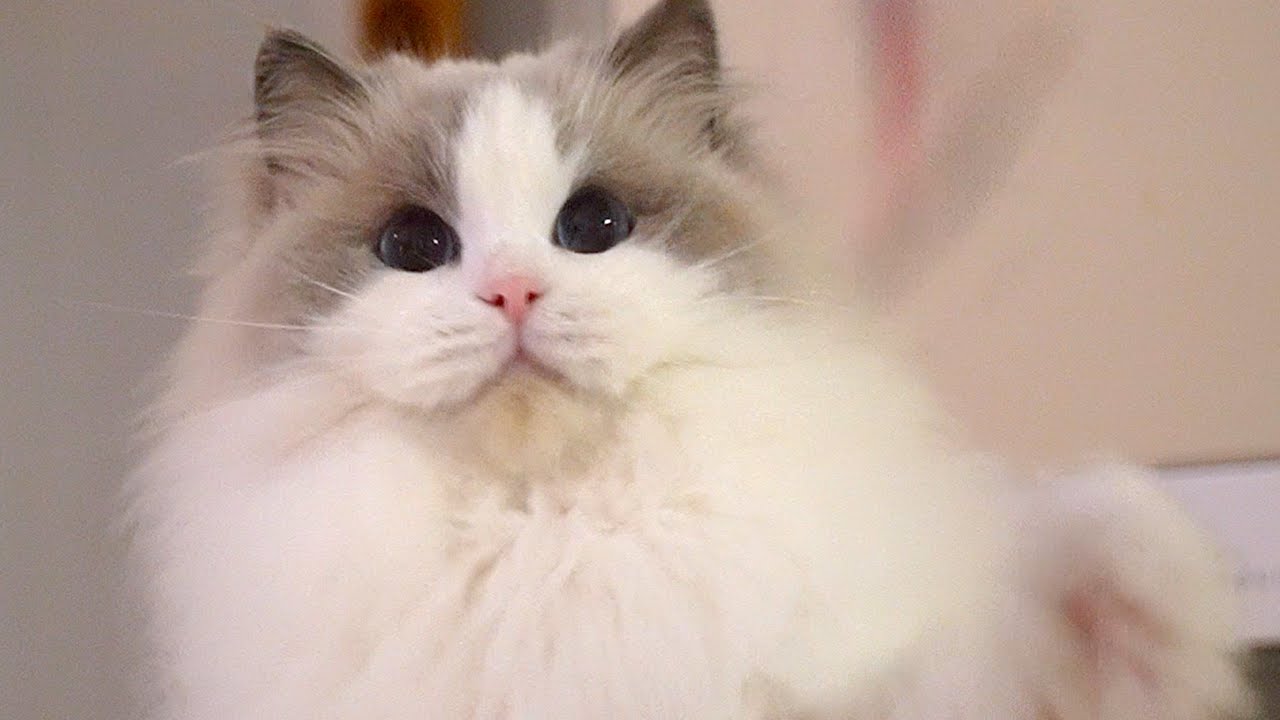 고양이들의 귀여운 저녁 일상 - YouTube