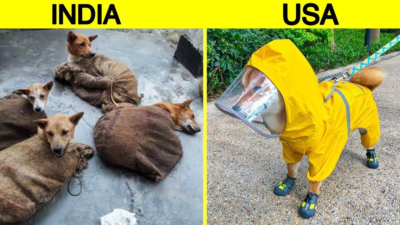 10 NEW DOGS GADGETS INVENTION YOU MUST HAVE GADGETS FOR DOG LOVERS ...