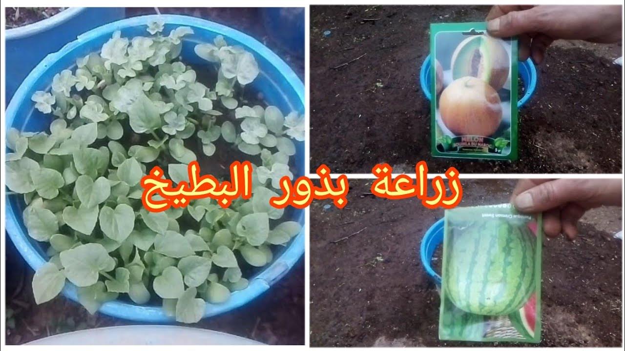 زراعة بذور البطيخ تحضير شتلات البطيخ لي الزراعة في المنزل Youtube