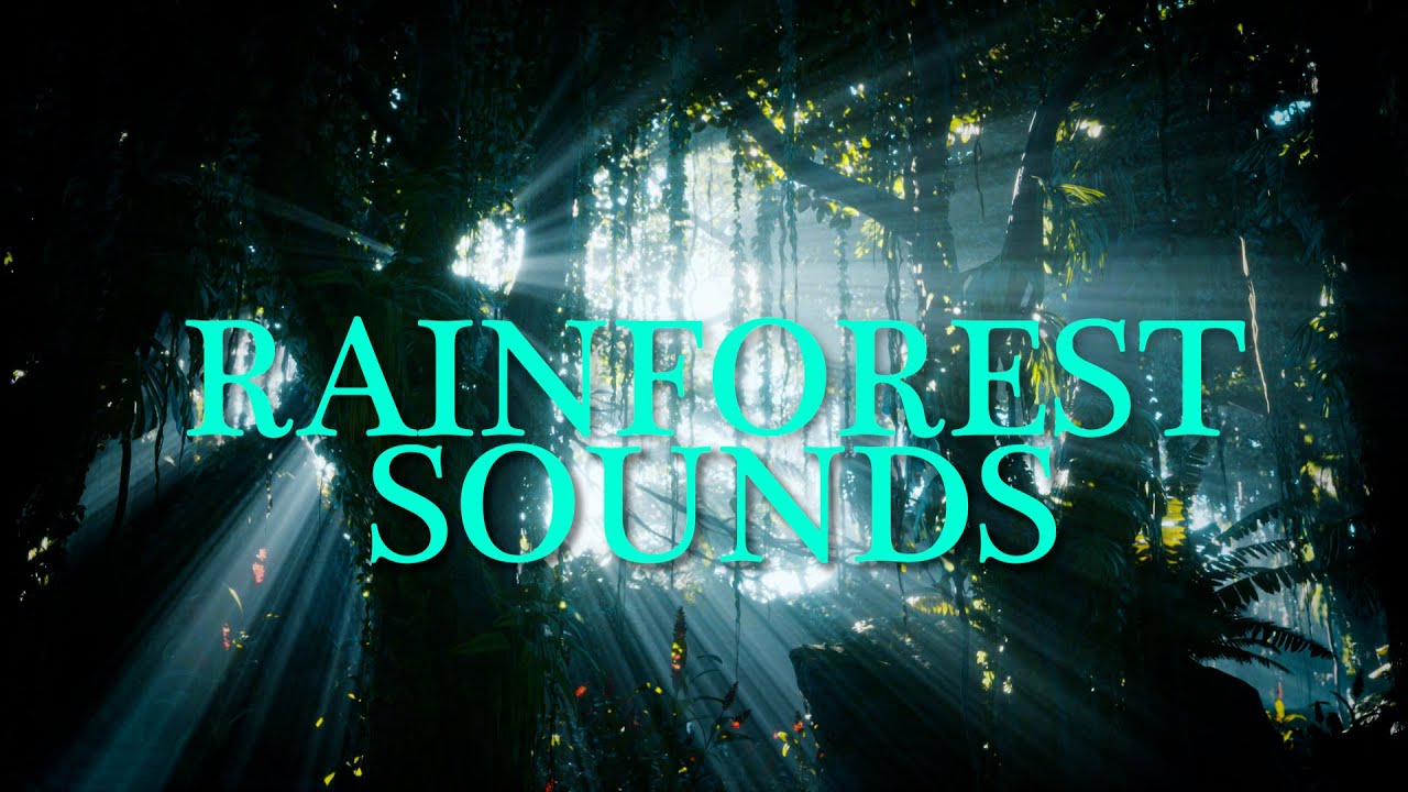 RAINFOREST SOUNDS - Ambient sounds of the Rainforest for Sleep ...