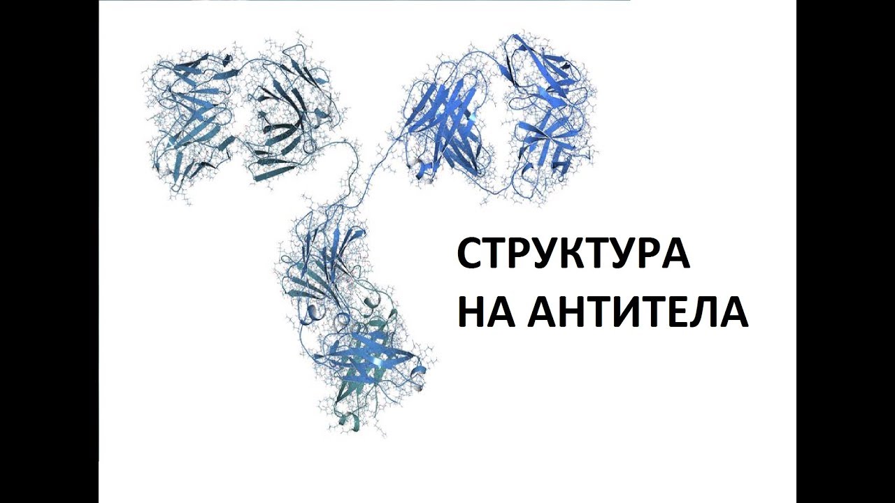 Структура на антитела | Имунологија - YouTube