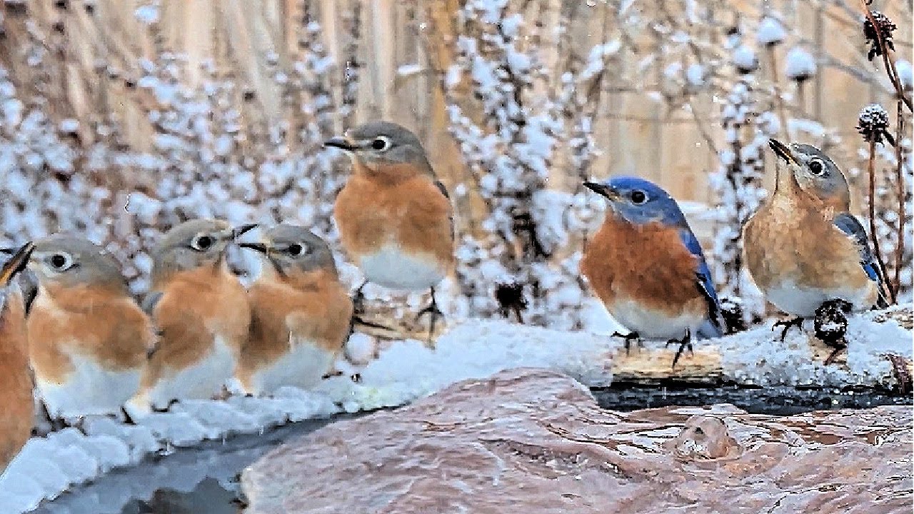 Winter Birdbath Attracts Many Different Songbirds - YouTube