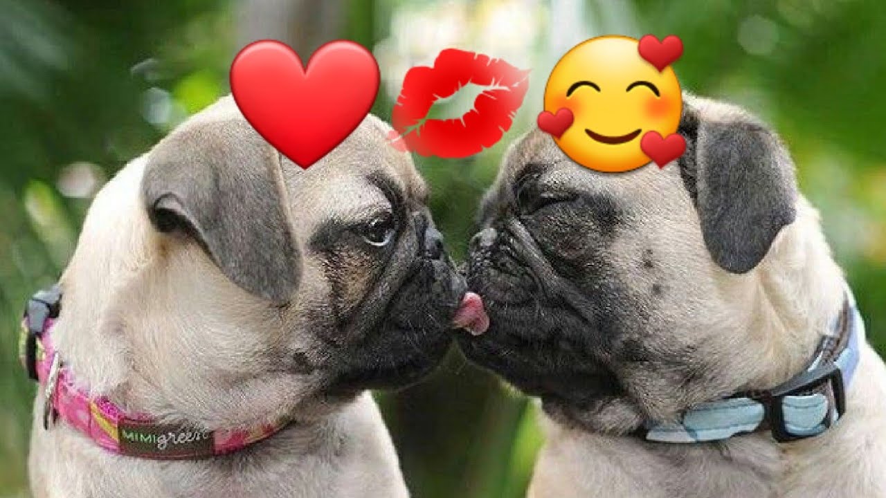 DOGS KISSING (WHEN PUGS KISS MINIATURE POODLES) - YouTube