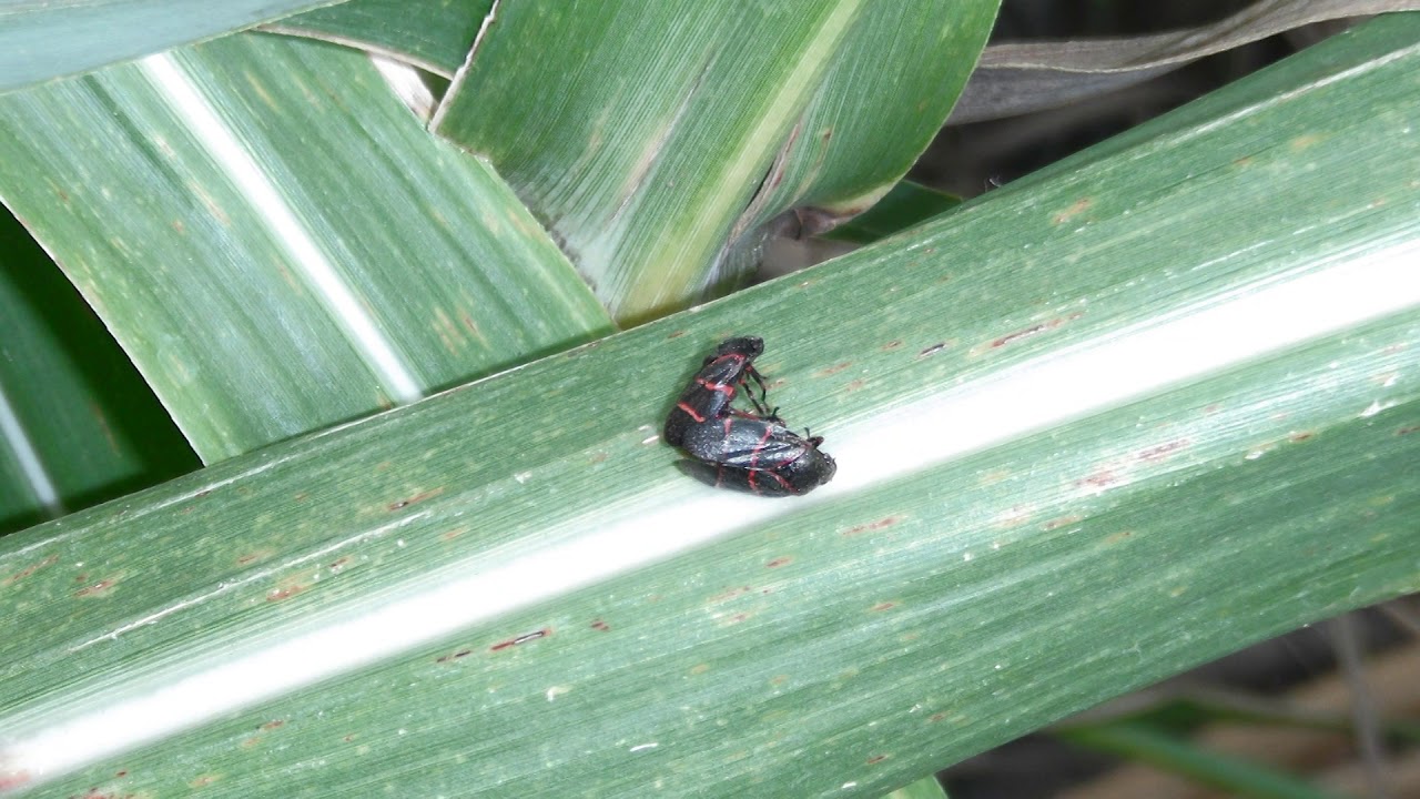Manejo Integrado de la Mosca Pinta (Aeneolamia sp.) en Belize - YouTube