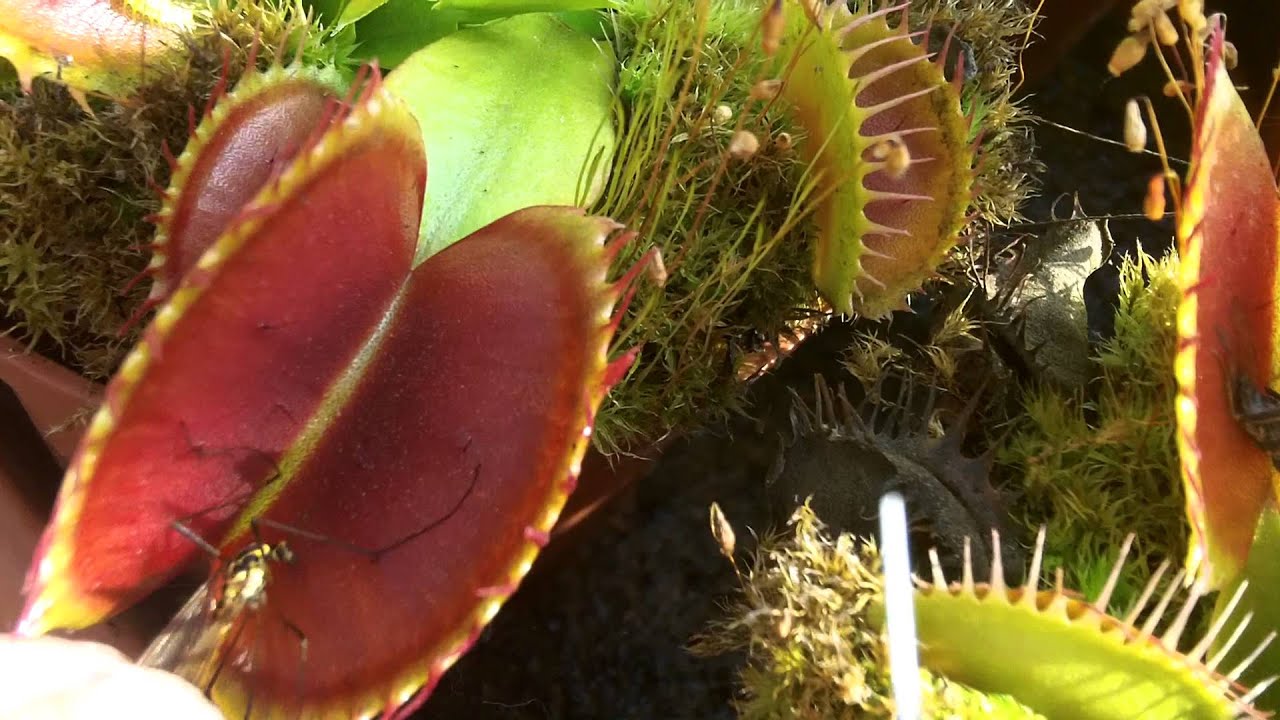 Venus flytrap eats cranefly 1 - YouTube