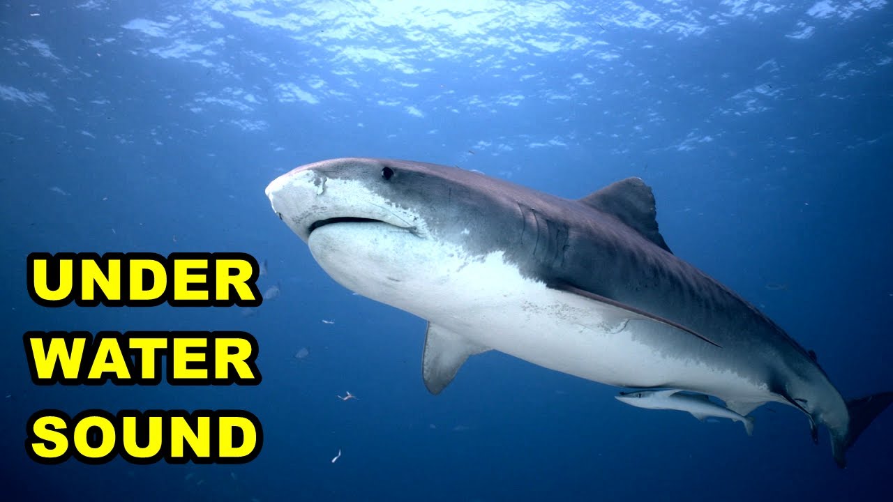 Relaxing Underwater Sounds - Under the sea | sleep sounds - YouTube