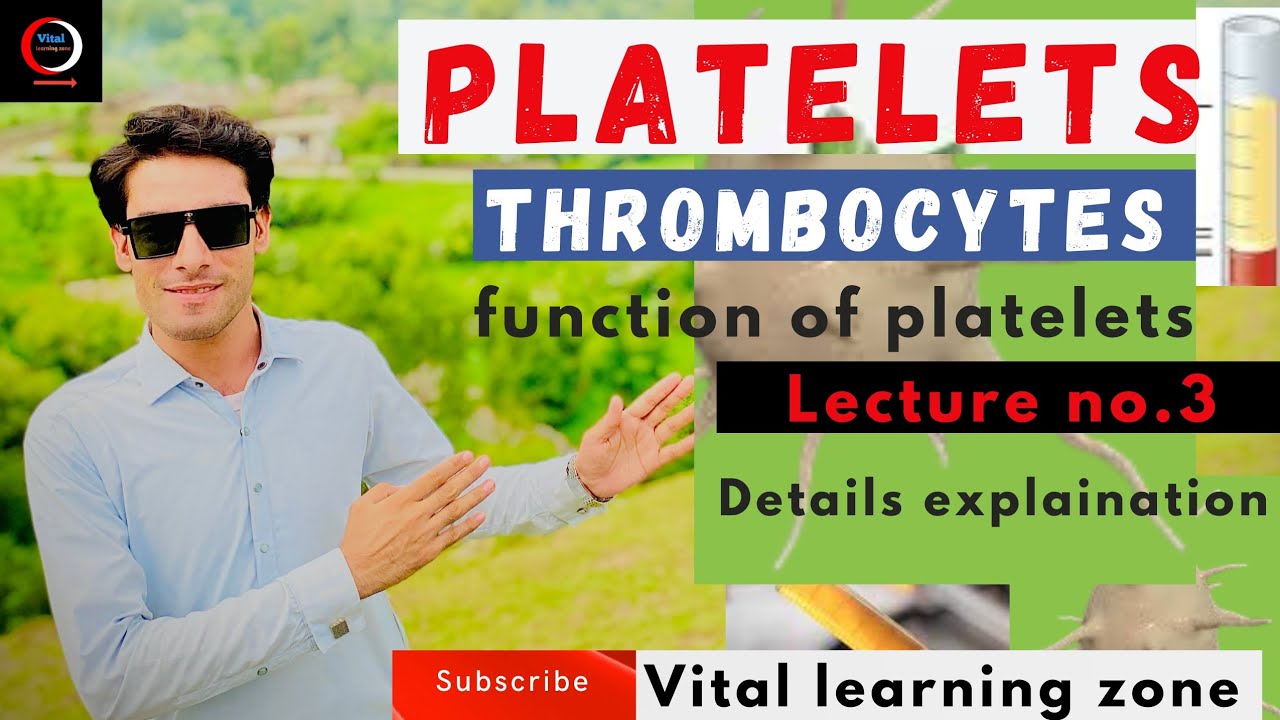 Platelets | thrombocytes|formation of platelets|function of platelets ...