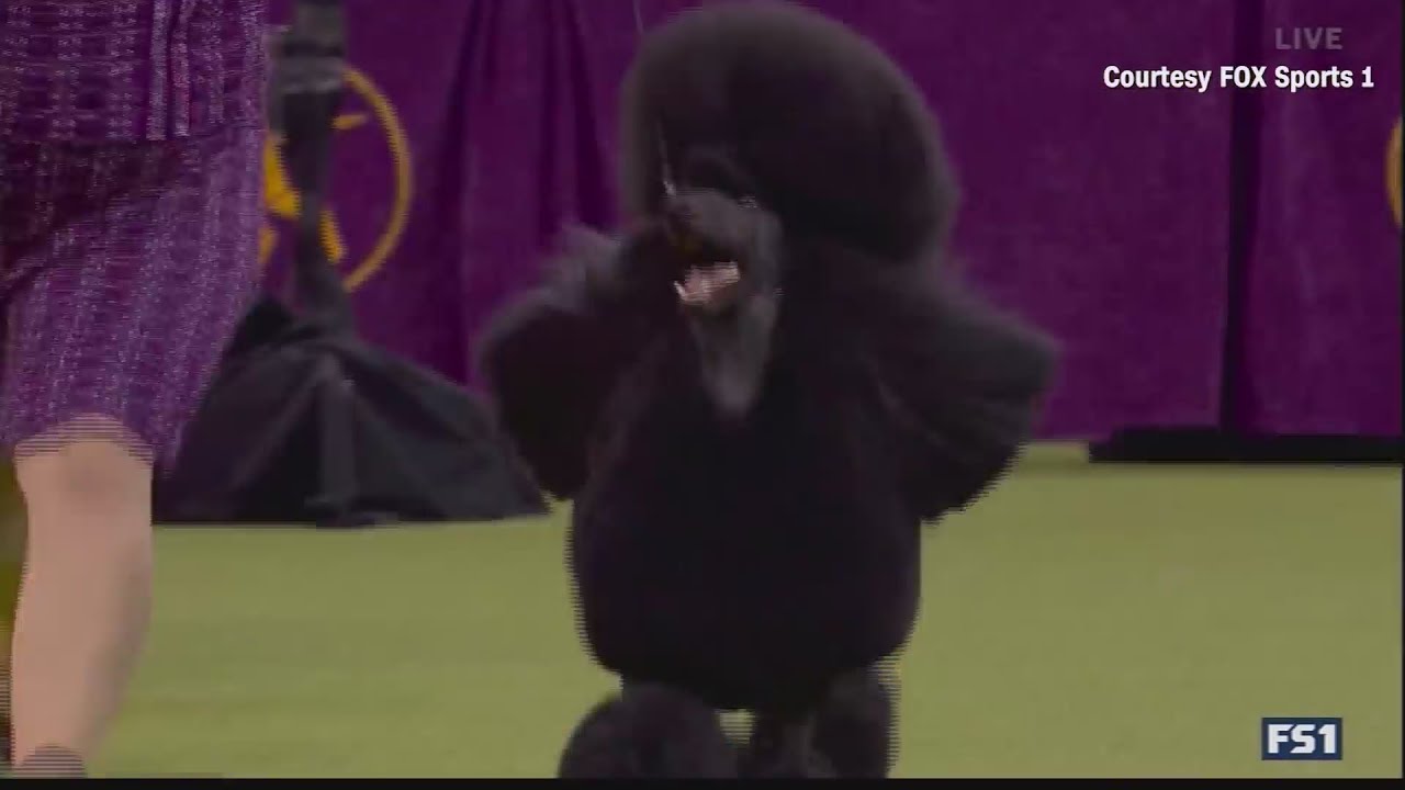 Poodle wins best in show - YouTube